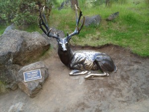Volunteer Happens at High Desert Museum-Bend, Oregon | CVI Power Foundation